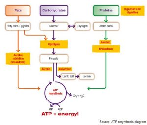 atp resynthesis diagram – Indoor Cycling Association